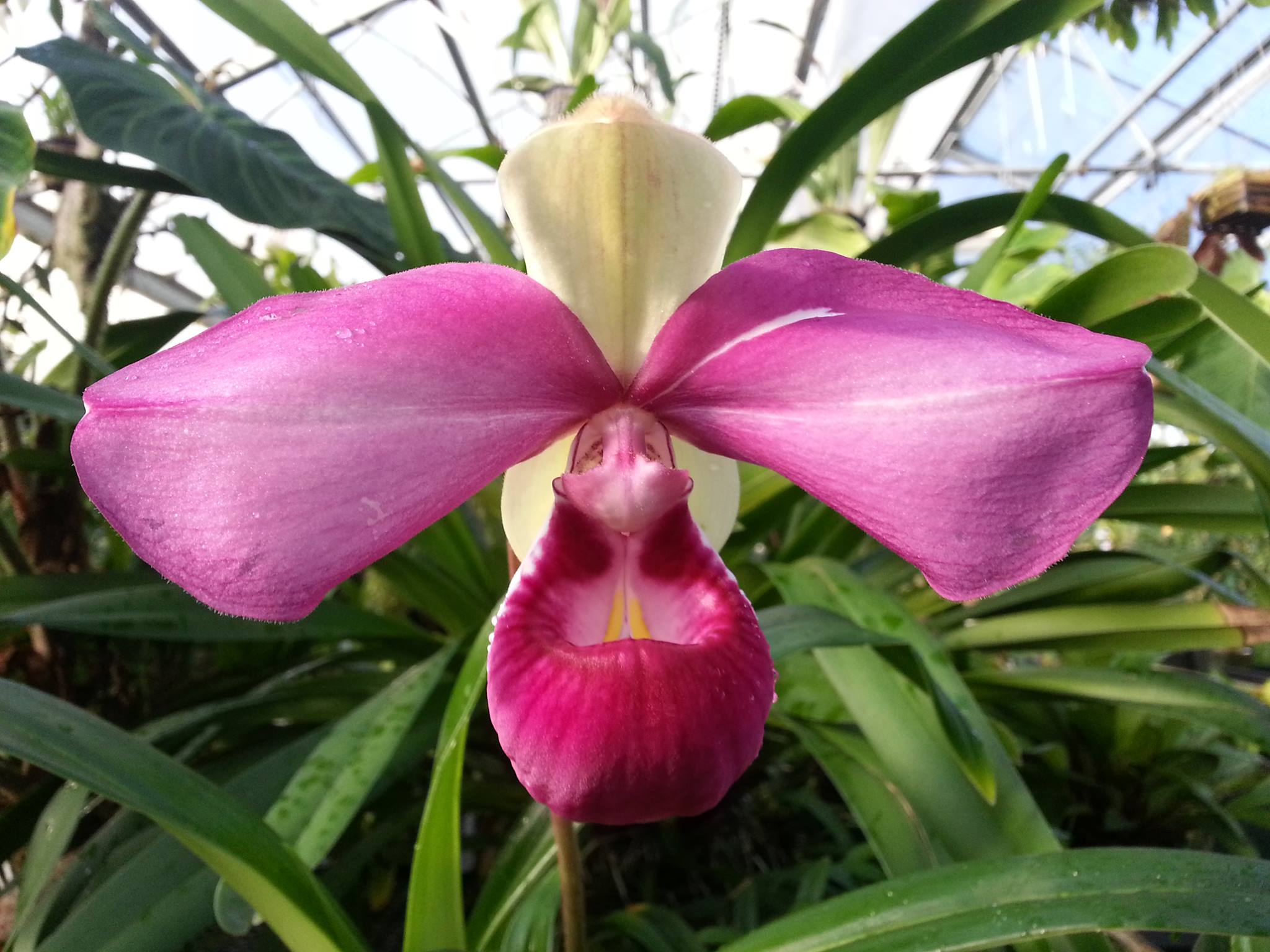 phrag - Newport Harbor Orchid Society